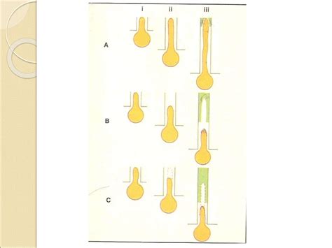 Bds First Year Dentin Presentation By Sdm D Ppt
