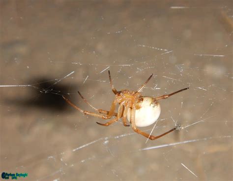 White Widow Spider Bite