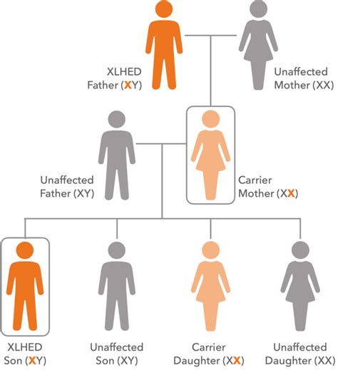 Know Your Ectodermal Dysplasia Edelife