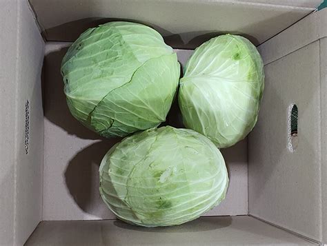하루만 특가판매 유기농 양배추 4kg2 3개