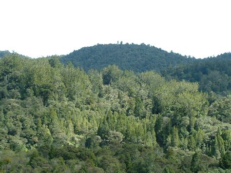 Looking At The Wood Seeing The Trees And More AUSNZ Tree Ring