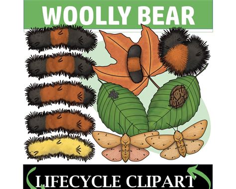 Woolly Bear Life Cycle Color Variations Clip Art Etsy