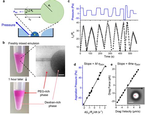 Calibration Of Mpa With Peg Dextran Atps A Illustration Of The Download Scientific Diagram