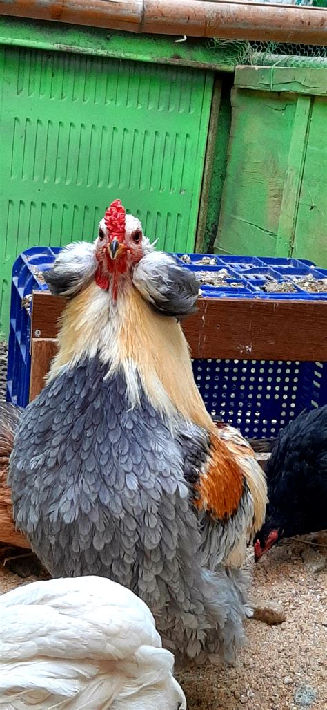 꼬꼬닭 세상에서 사육하는 아라우카나 청계닭 원종 Make Best 꼬꼬닭 세상에서 사육하는 아라우카나 청계닭 원종 Make Best