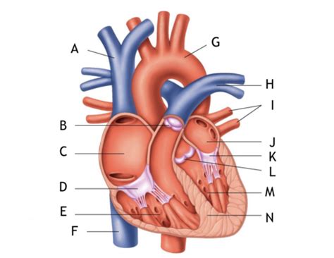 Biol 2443 Ch 21 Heart Flashcards Quizlet