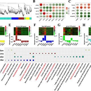 Weighted Gene Co Expression Network Of Stem Samples A Hierarchical Download Scientific Diagram