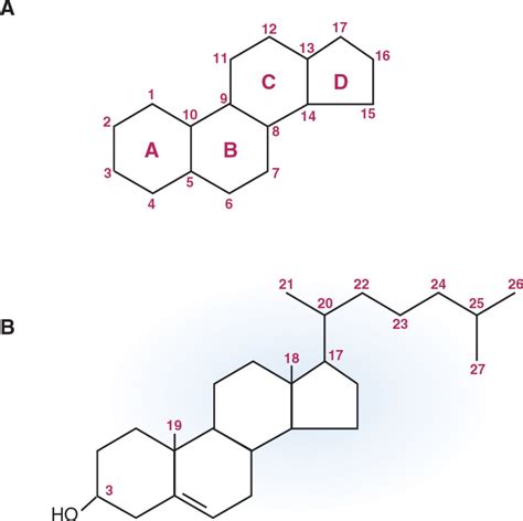 Structure Of Cholesterol Labeled