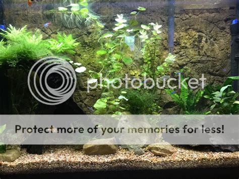 Should I Be Dosing Phosphorus If Have Fish In The Tank The Planted