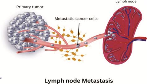 Multifunctional Nanocarriers For Targeted Drug Delivery And Diagnostic