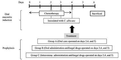 Experimental Schedule Download Scientific Diagram