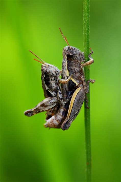 Grasshopper Null Grasshopper Null