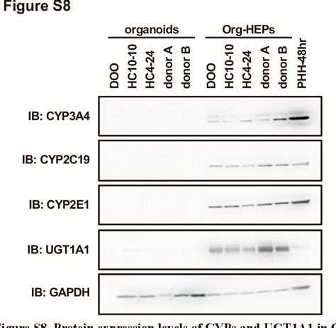 Figure 5 From Development Of A Hepatic Differentiation Method In 2d