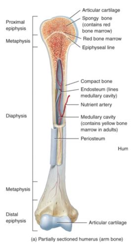 A P Bone Tissue Flashcards Quizlet