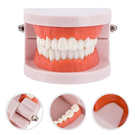 Teeth Model Standard Teaching Study Typodont Demon Grandado