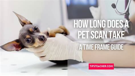 What Is A Pet Scan And How Long Does A PET Scan Take TipsTeacher