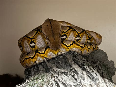 Platinum Dwarf Reticulated Python By Magnolia Pythons And Boas Morphmarket