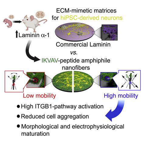 Artificial Extracellular Matrix Scaffolds Of Mobile Molecules Enhance