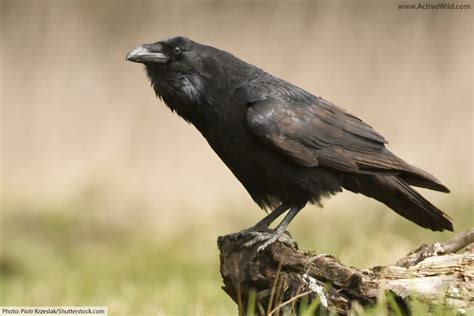 Examples Of Omnivores Omnivorous Animals List With Pictures