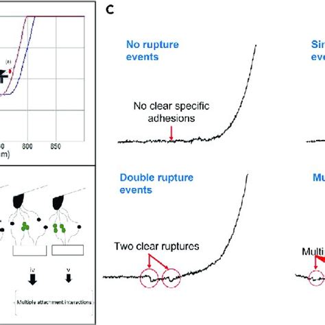 Problem Formulation Classifying The Afm Force Distance Curves From Download Scientific Diagram