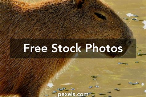 Capybara Habitat Photos Download The Best Free Capybara Habitat Stock