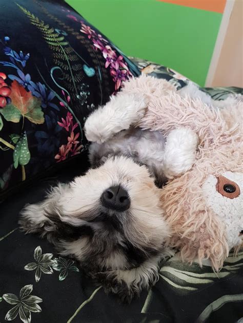 The Days Sloth Is A Necessity Rschnauzers