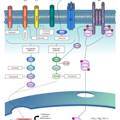 Treatment Algorithm For Intrahepatic Cholangiocarcinoma Download Scientific Diagram