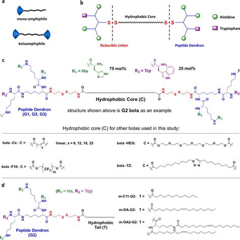 Synthesis And Purification Of Antibody Sirna Conjugates Arcs A Download Scientific Diagram