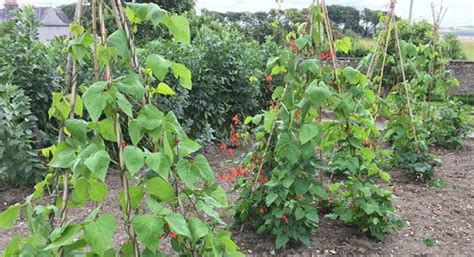 26 Easy And Cool DIY Bean Trellis Ideas Balcony Garden Web