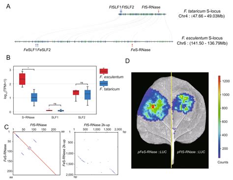 四川大学刘建全课题组发现非编码等位变异导致两种栽培荞麦芦丁含量与繁育系统的差异性 知乎