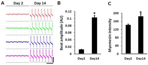 Enhancement Of Contractile Properties In Cultured Hipsc Cms A