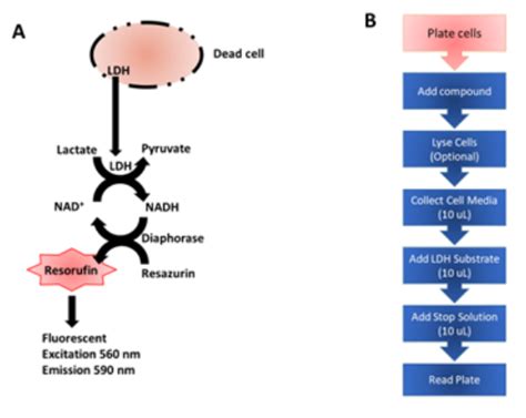 Automation Of Cyquant Ldh Cytotoxicity Assay