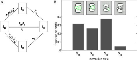 Figure 2 From Modeling Cell Population Dynamics Semantic Scholar