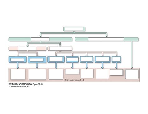 learning memory and higher cognition diagram quizlet