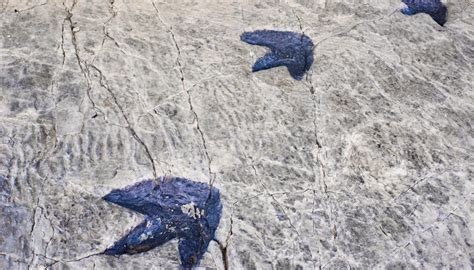 What Is An Imprint Fossil Sciencing