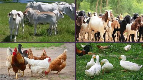 হাঁস মুরগি গরু ছাগল পালন ও পরামর্শ Facebook