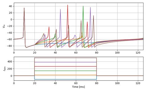 Hhcondexptraubneuron — Nestml Documentation 100 Documentation