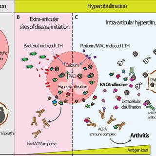 Pdf Rheumatoid Arthritis And Citrullination