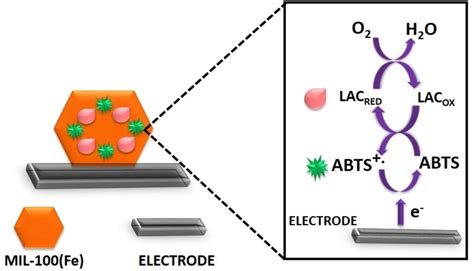 Schematic Of The Mediated Enzymatic Oxygen Reduction 38 Download Scientific Diagram