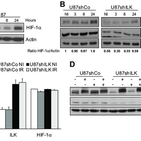 Integrin Linked Kinase Ilk Regulates Proteasome Dependent