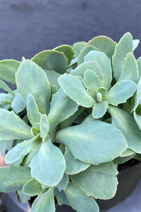Sedum Neon 1qt Sprout Home