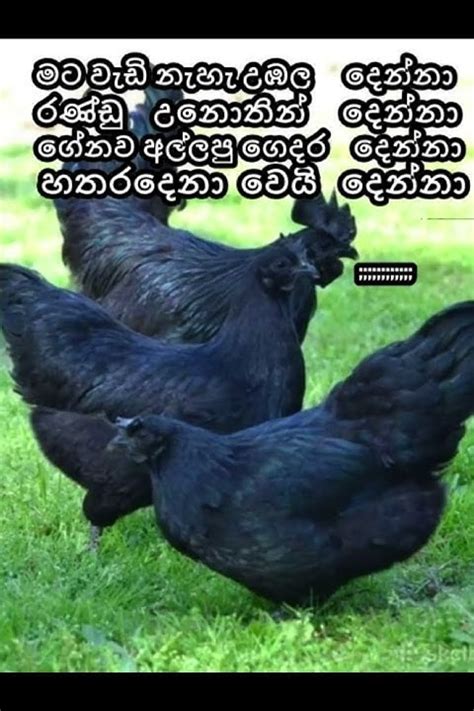 දෙන්න රණ්ඩු උනොත් ගේනව අල්ලපු ගෙදර දෙන්නත් නිසඳැස් කවි Youtube