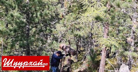 Өндрөөс унаж бэртэх улмаар амиа алдсан тохиолдол гарсан тул нийслэлийн ногоон бүсэд самар