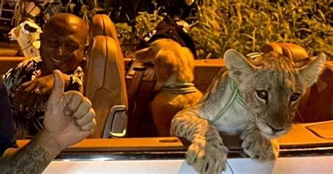 Shocking Footage Shows Real Life Lion Cub Riding In The Back Of Open