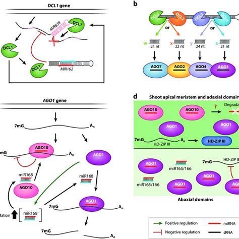 Transcriptional Gene Silencing And Dna Associated Small Rna Srna Download Scientific Diagram