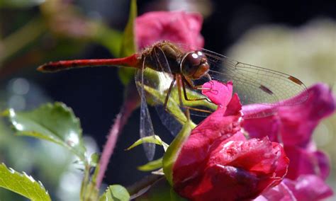 Why Some Flies Are More Important Than Bees For Pollination Insect Hive