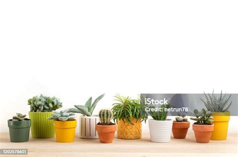 색깔 냄비에 다양한 다육 식물의 컬렉션 화분에 심은 선인장과 집 식물은 빛 벽에 세련된 인테리어 홈 가든 꽃 식물에 대한 스톡 사진 및 기타 이미지 Istock