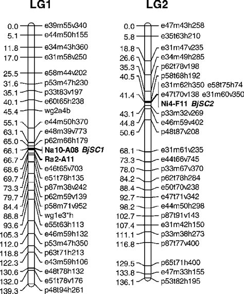 A Genetic Linkage Map Of Three Microsatellite Markers Ra2 A11 Download Scientific Diagram