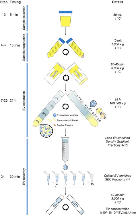 Illustrative Overview Of The Urinary EV Separation Protocol Download Scientific Diagram