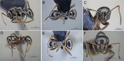 Formica Picea A C Et D F Les Deux Ouvrières Collectées Dans Le Cadre Download Scientific