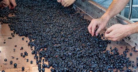 Wine Classification Explained France To Spain And Beyond